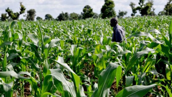 Tanzania pledge support to iringa agriculture investor